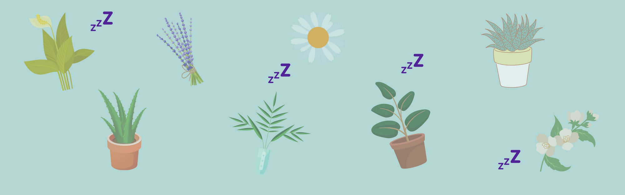 Plants That Can Help You Sleep... Or Keep You Awake | Polysleep